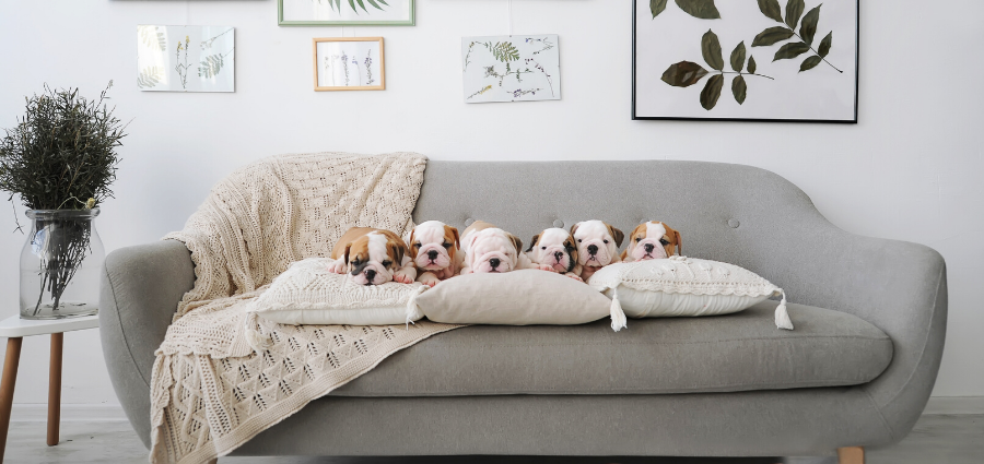 New Puppy Checklist: 20 Things You Need | Wellness Pet Food