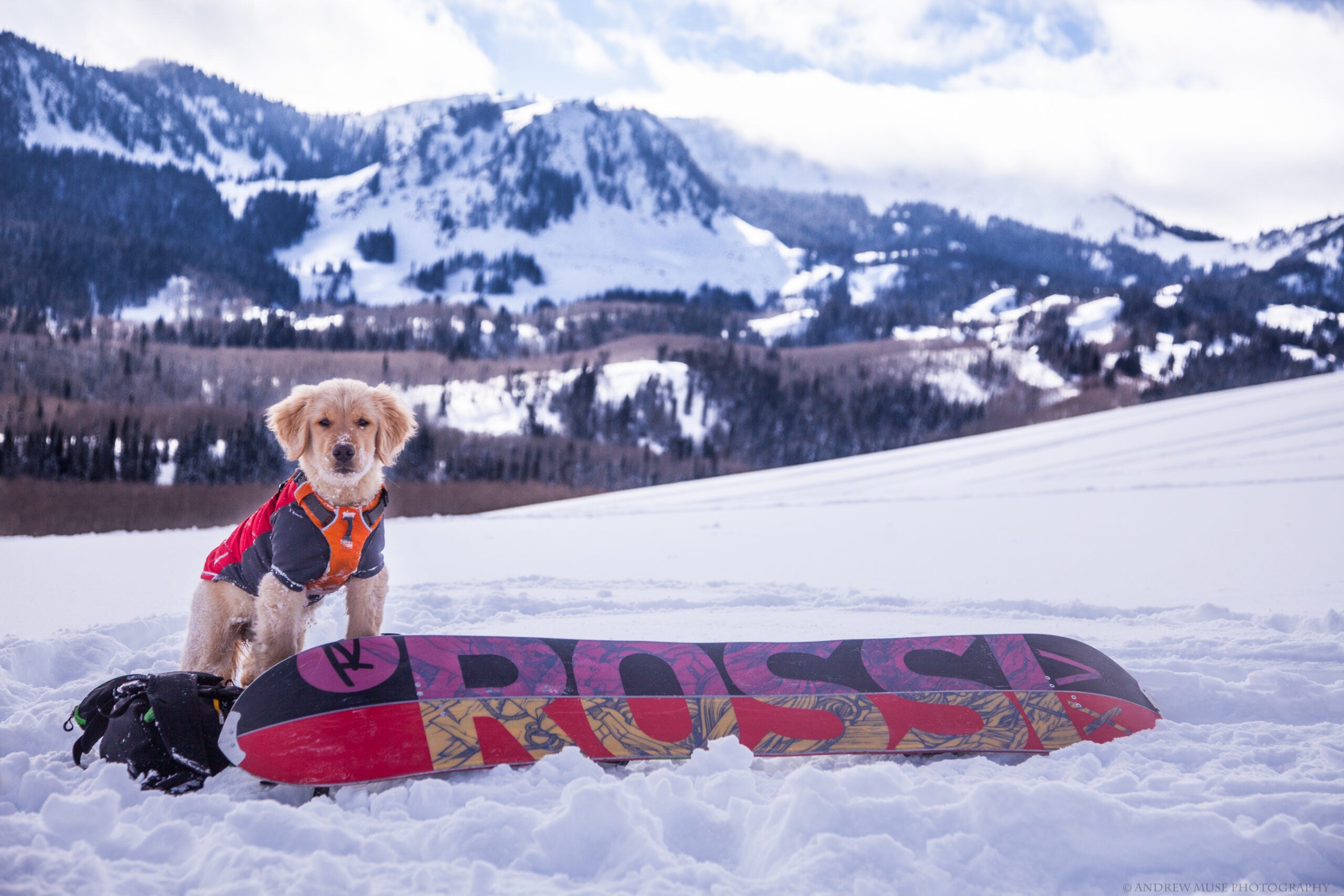 How to Ski and Snowboard With Your Adventure Dog | Wellness Pet Food
