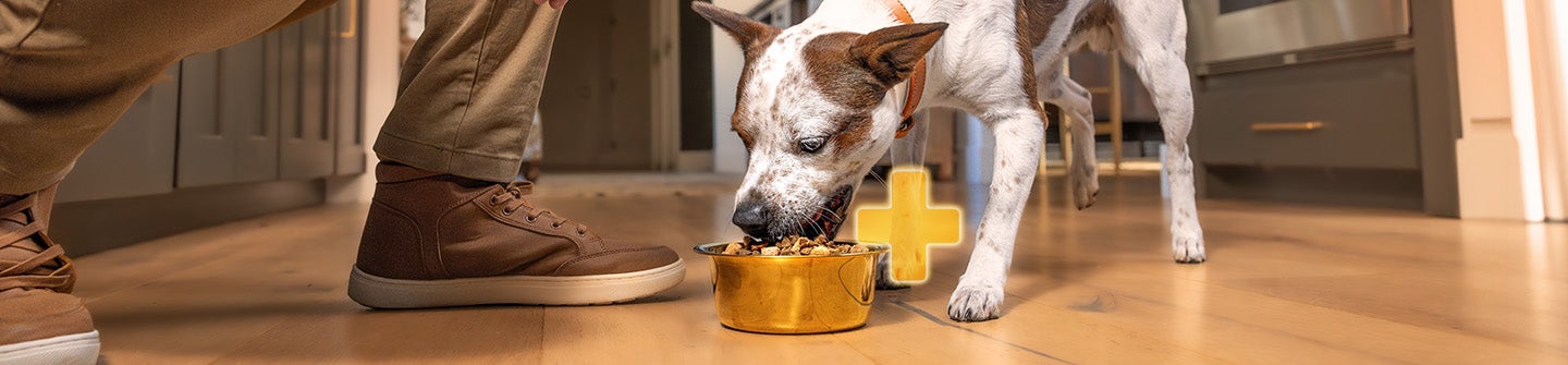 CORE+ Dogs | Wellness Pet Food