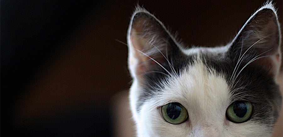 5 of the Most Common Cat Behaviors Explained | Wellness Pet Food