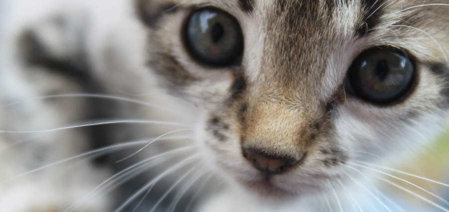 10 Signs Of A Healthy Cat To Look For | Wellness Pet Food