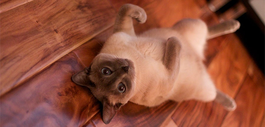 Stereotypes from a Siamese Cat Fanatic - Wellness Pet Food