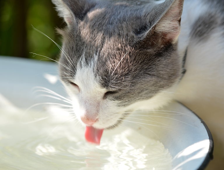 5 Signs of Dehydration in Cats | Wellness Pet Food