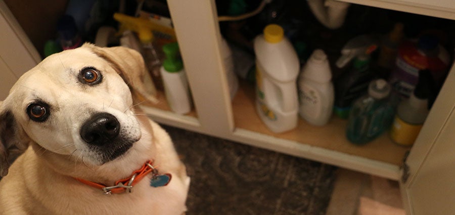 Your Complete Pet Poison Prevention Guide | Wellness Pet Food