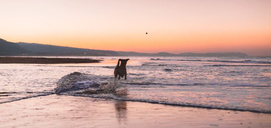 Best Spring Break Destinations for Dog Lovers | Wellness Pet Food