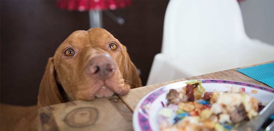 How to Avoid Overfeeding Dogs and Cats | Wellness Pet Food