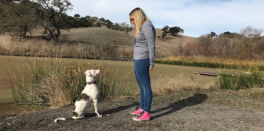 How to Hire a Professional Dog Trainer | Wellness Pet Food