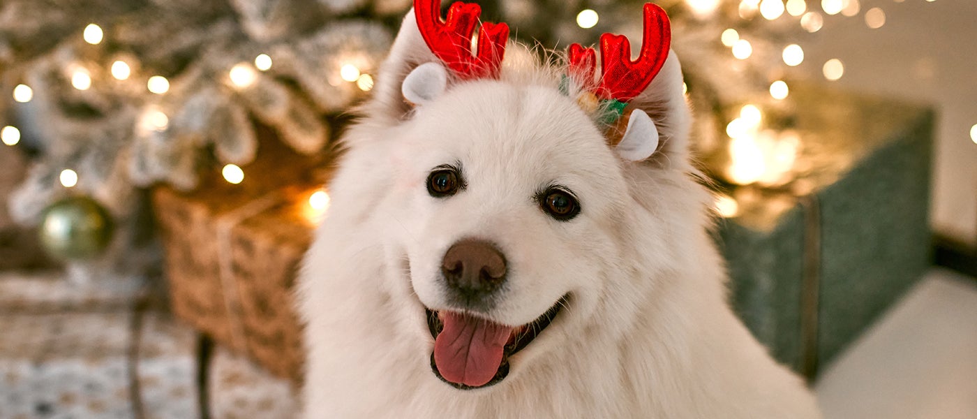 Dog Smiles For Christmas Card Photo