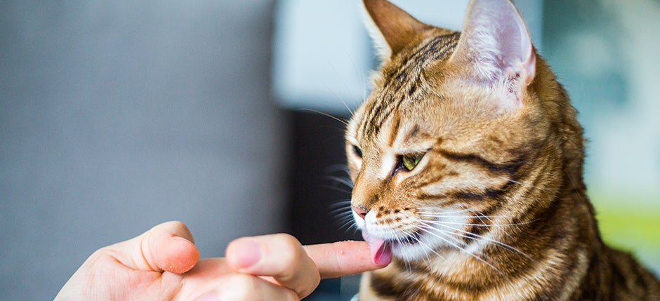 Finding Food Your Cat Will Love | Wellness Pet Food