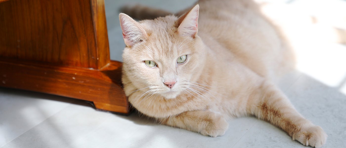 Everything About Hairballs In Cats | Wellness Pet Food