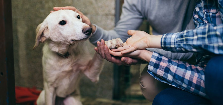 Help Animals in Need During COVID-19 | Wellness Pet Food