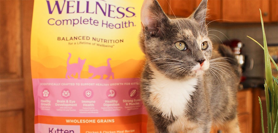 How to Take Care of a Kitten | Wellness Pet Food
