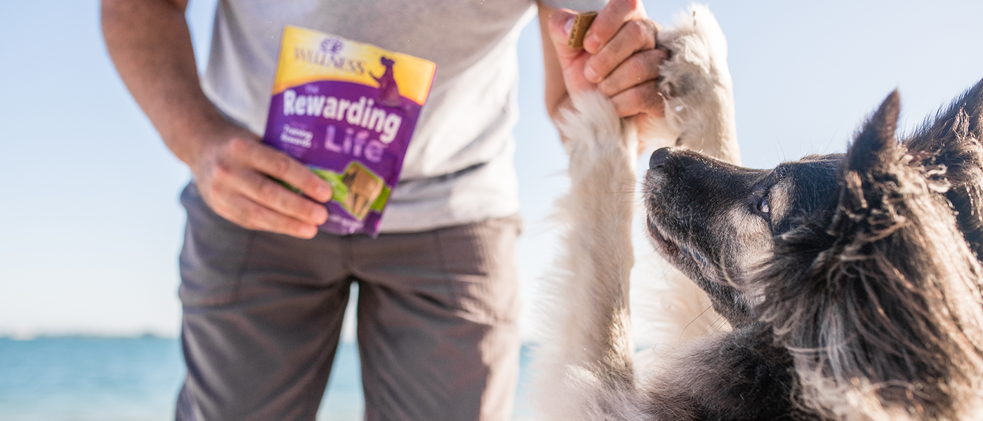 How To Reward Your Dog For Good Behavior | Wellness Pet Food