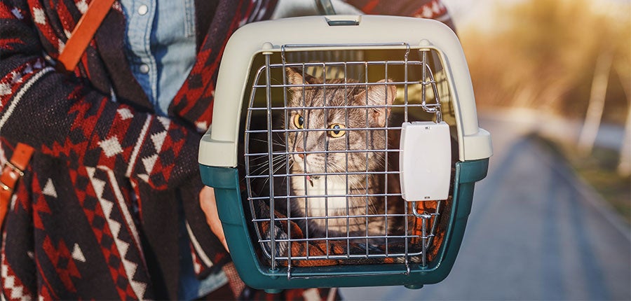 How to Safely Foster a Pet During Quarantine | Wellness Pet Food