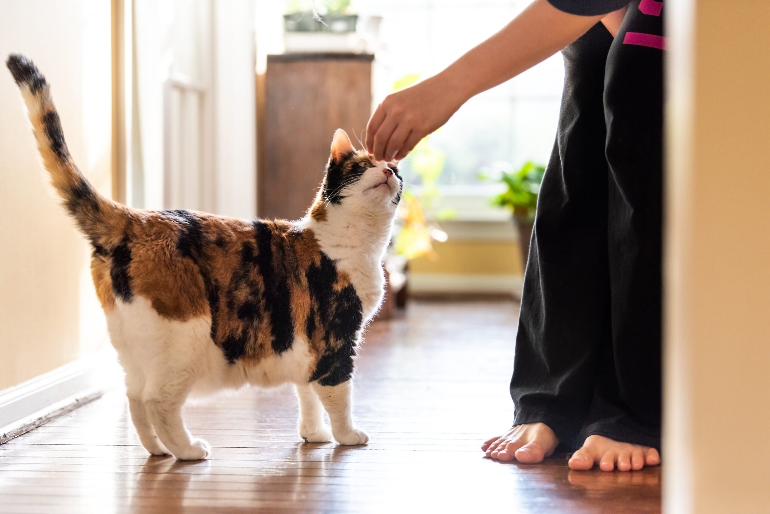 A No-Nonsense Guide to Feeding Overweight Cats | Wellness Pet Food