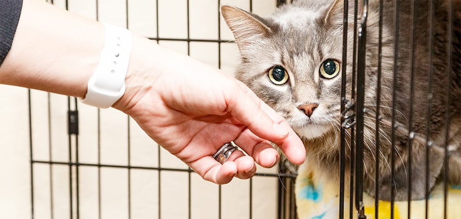 Steps for Choosing the Right Shelter Cat | Wellness Pet Food