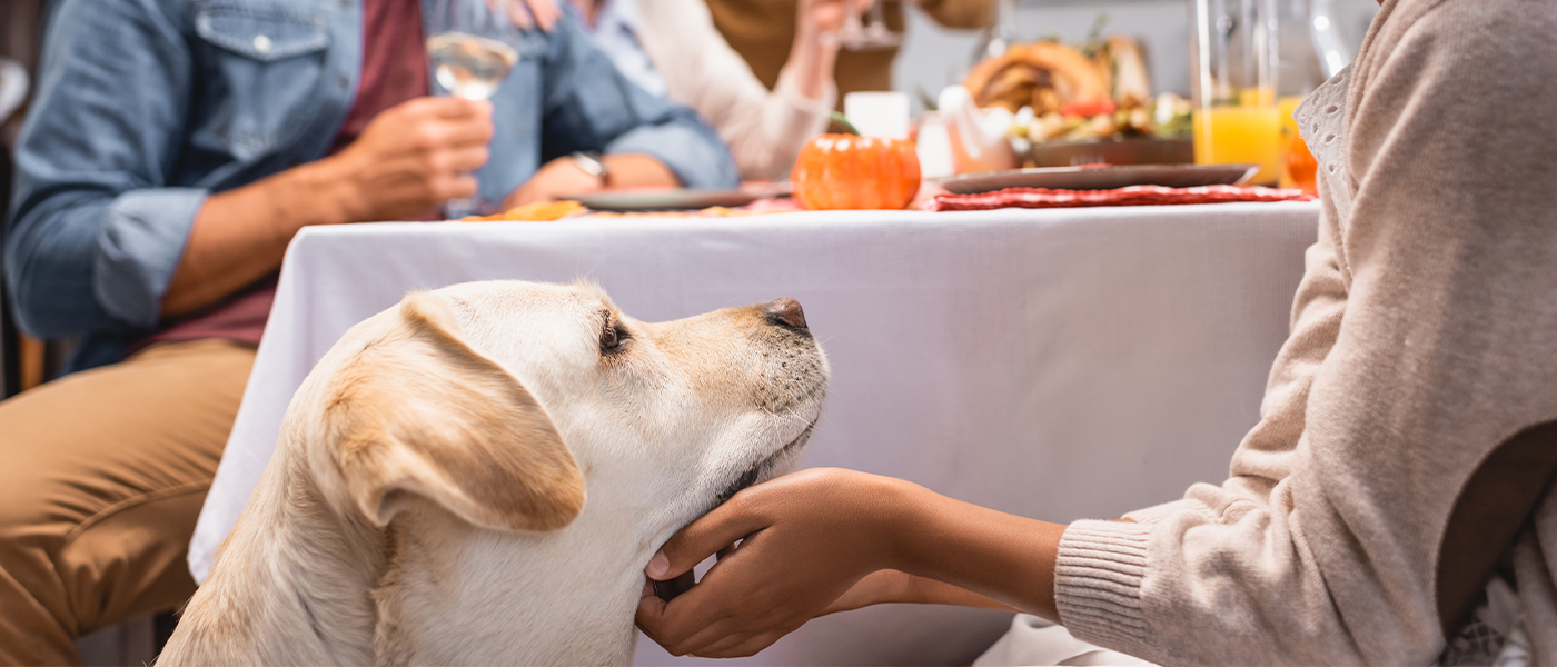 Thanksgiving: How To Include Your Dog | Wellness Pet Food