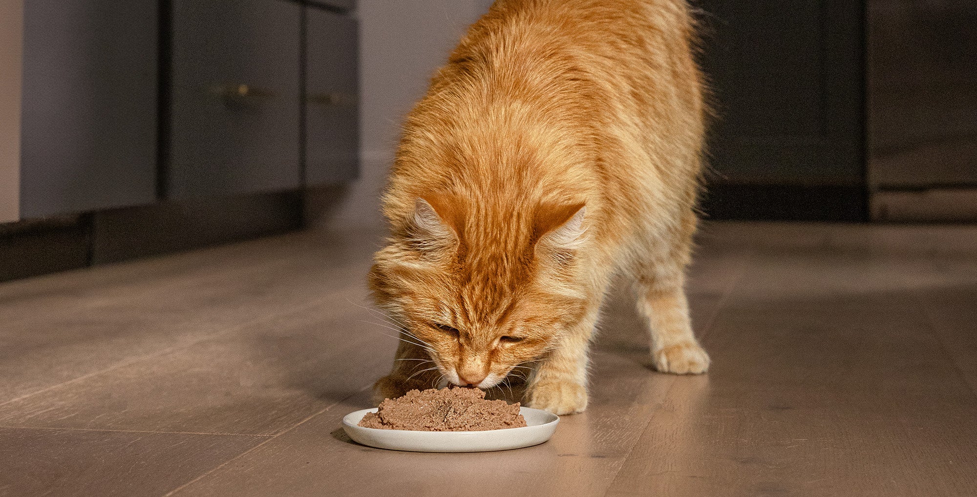 Scientifically Proven | Wellness Pet Food