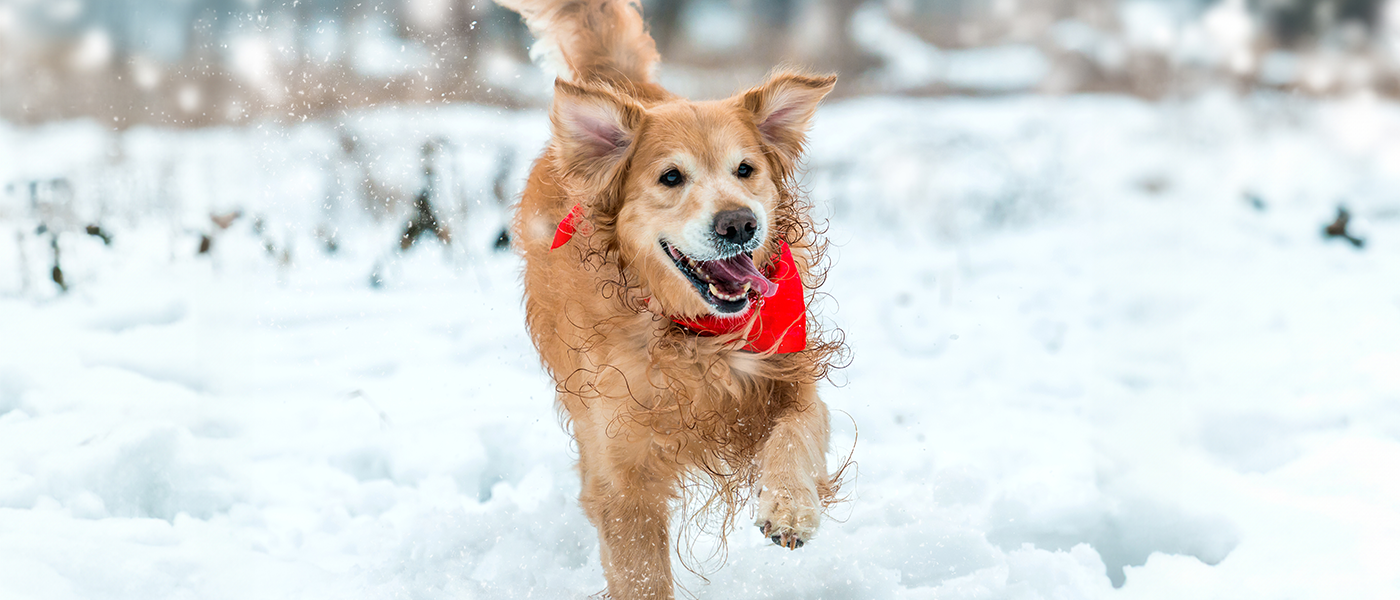 How Long Can My Dog Play in the Snow? | Wellness Pet Food