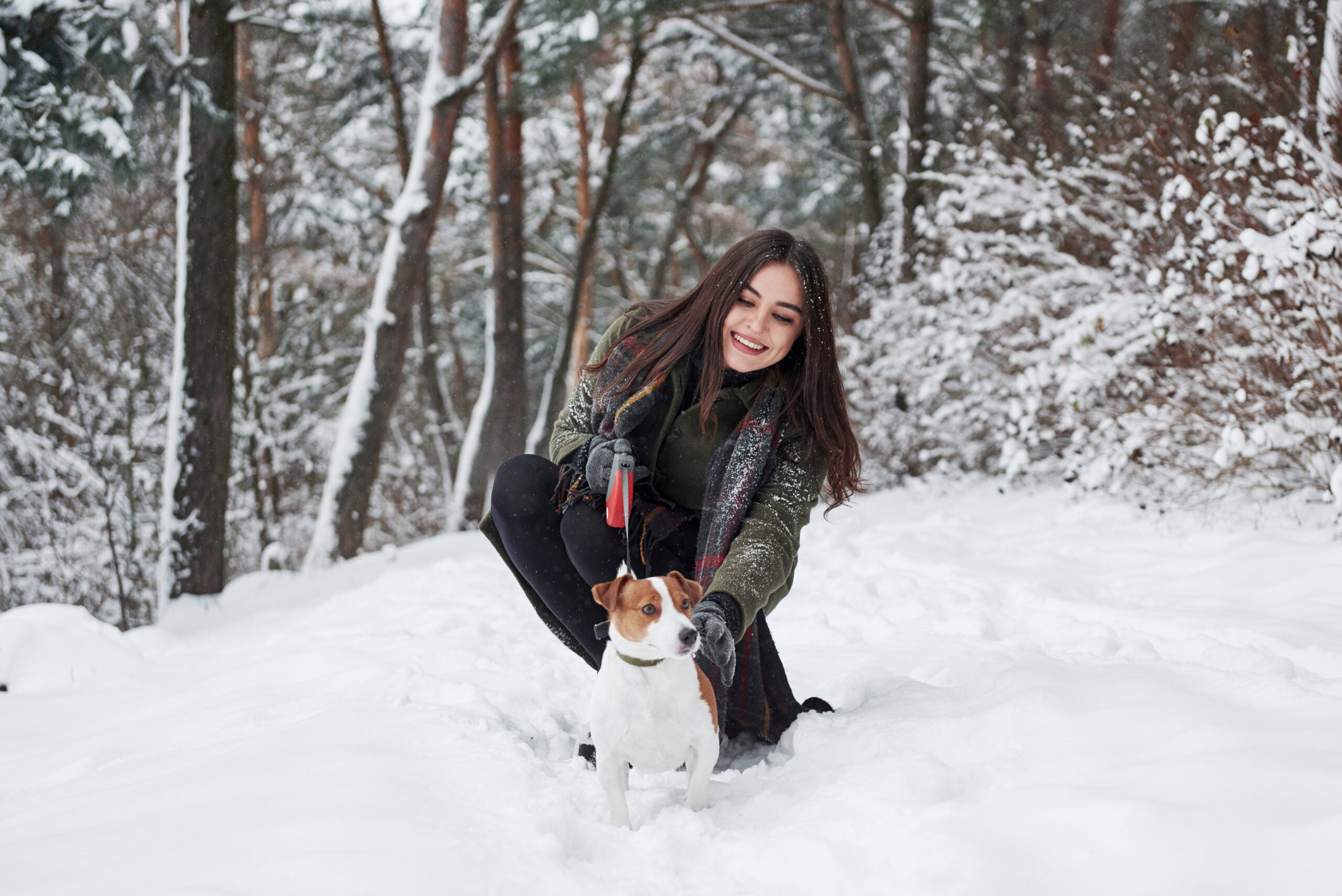 How To Recognize And Prevent Frostbite For Your Dog | Wellness