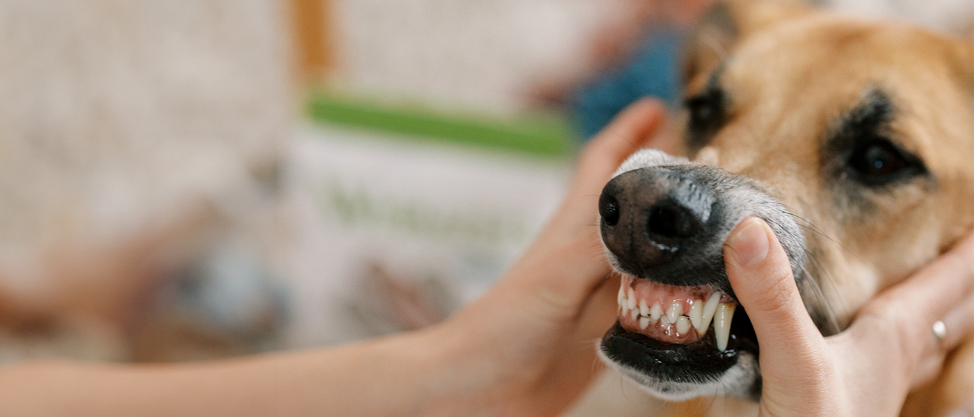 Healthy Dog Gums & Teeth: What Do They Look Like? | Wellness Pet Food