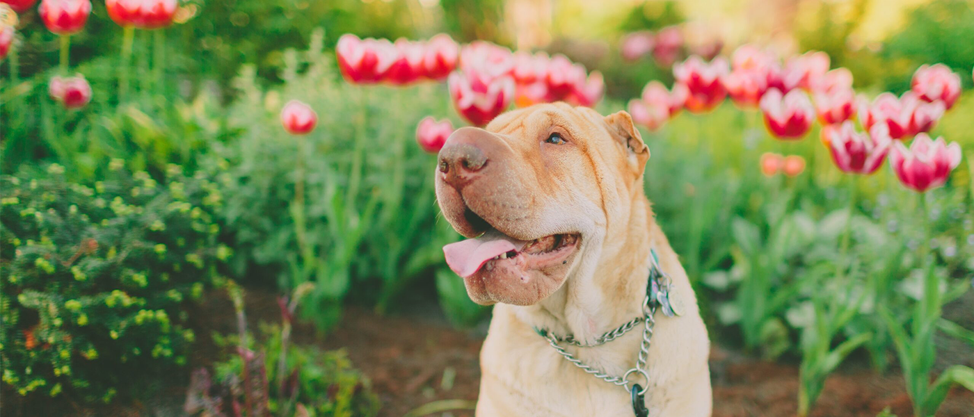 6 Ways to Spend Time With Your Dog This Spring | Wellness Pet Food