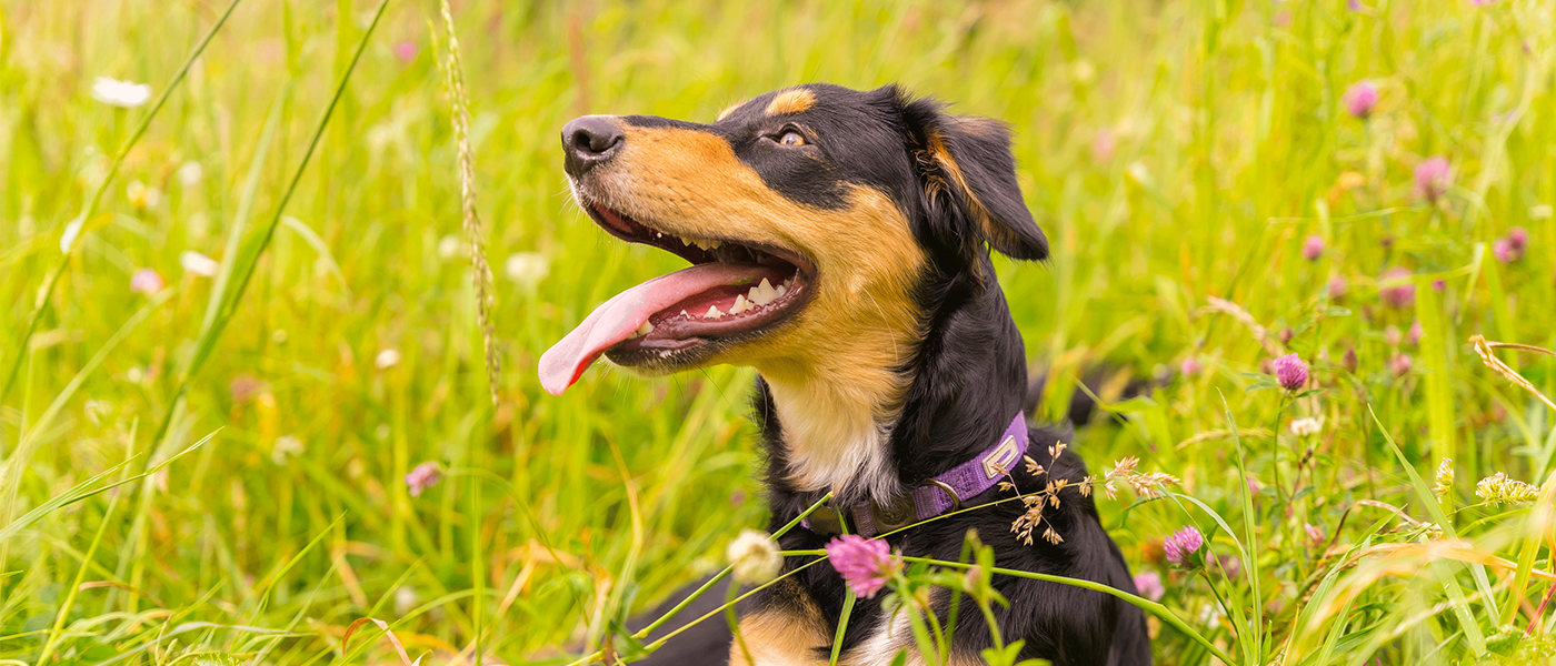 How To Deal With Your Dog's Spring Fever | Wellness Pet Food