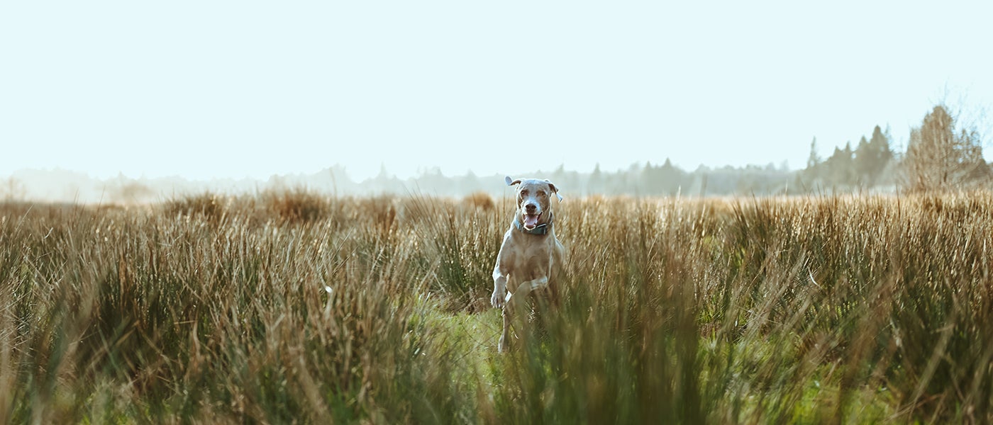 Top 10 Springtime Adventures to Enjoy With Your Dog | Wellness