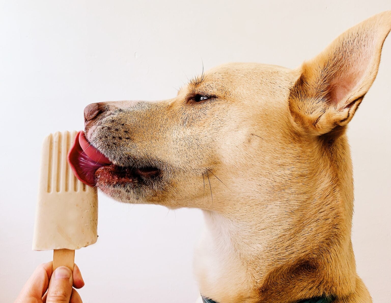 How to Make Pupsicles: Homemade Dog Popsicles | Wellness Pet Food