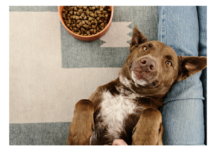 CORE+ Dogs | Wellness Pet Food