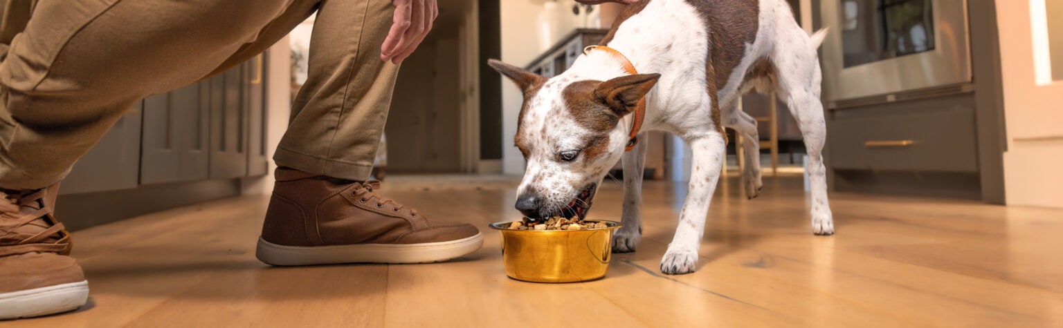 CORE+ Dogs | Wellness Pet Food